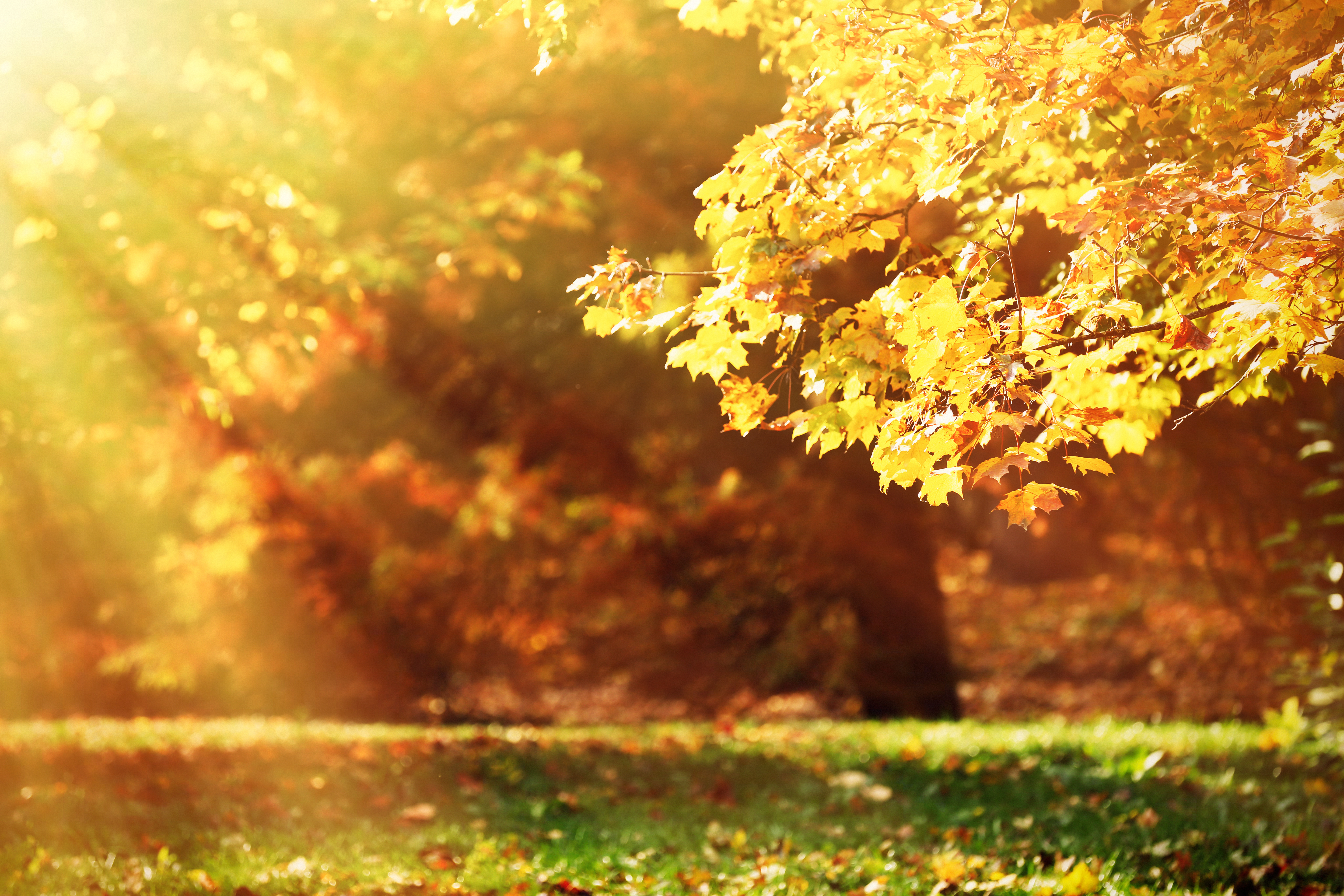 Northeast Weather and Climate Gutter Protection | Leafguard